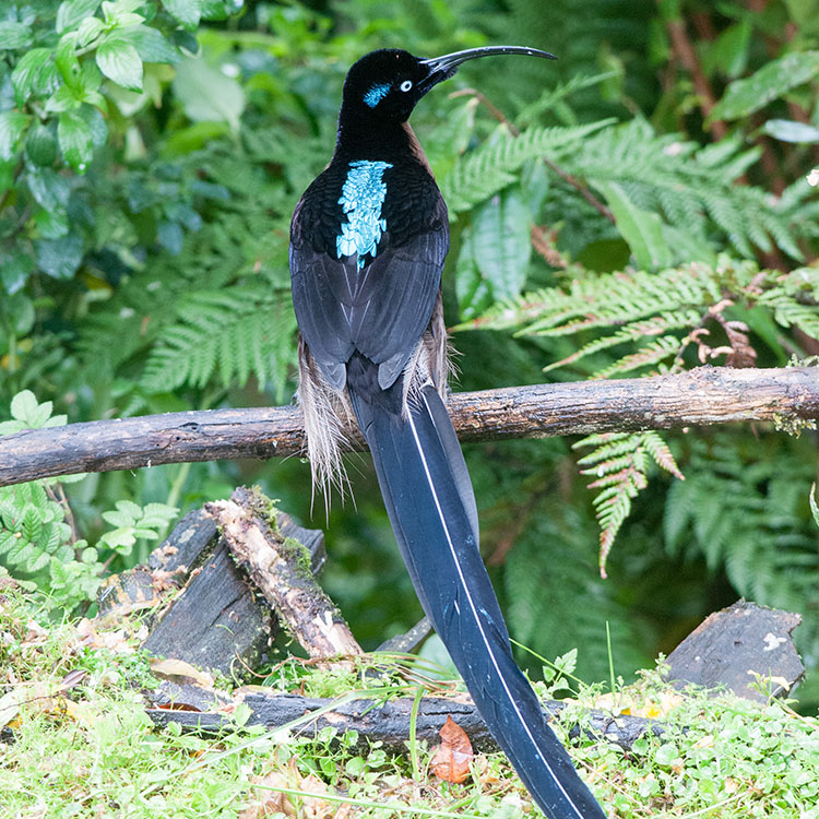 New Guinea Birding Tours – Birds of Paradise & Culture