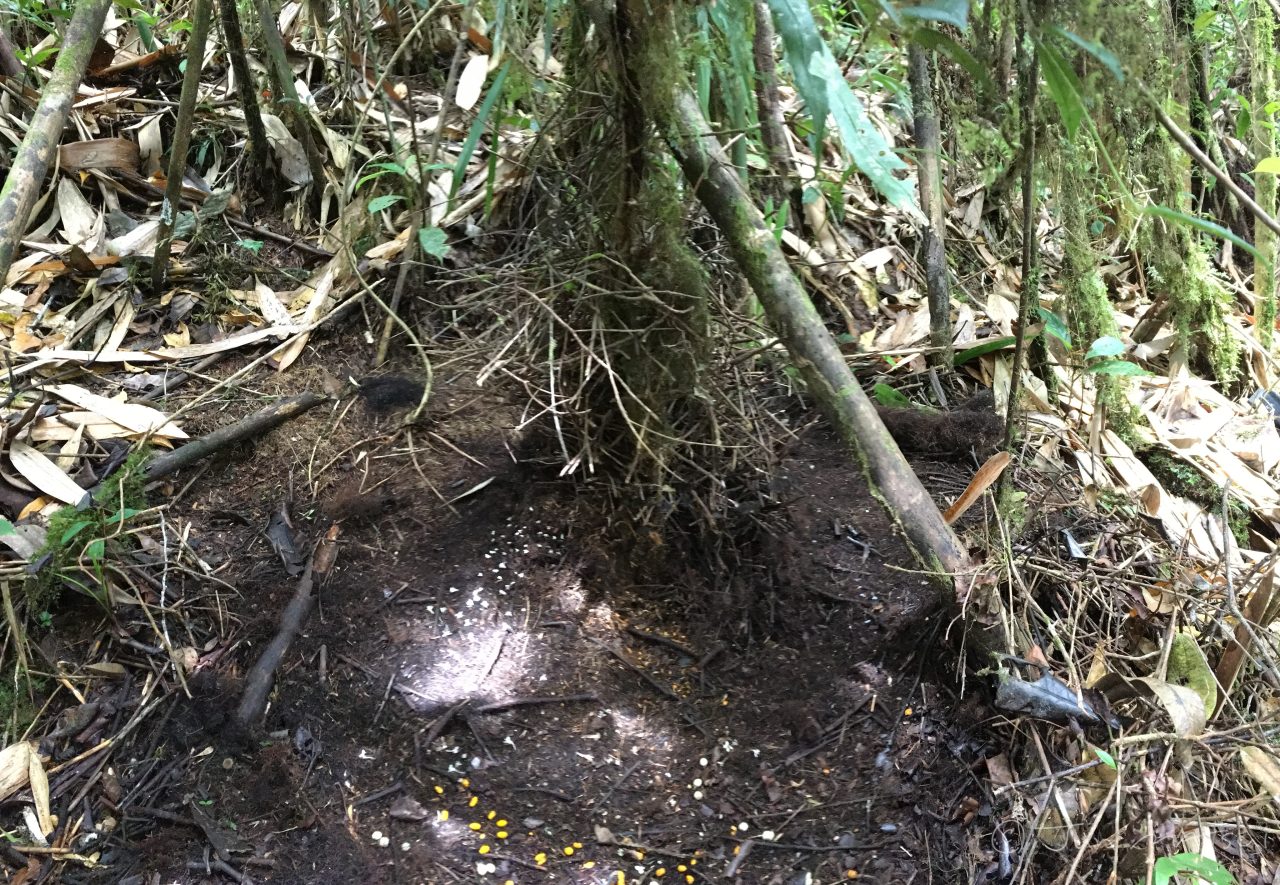 Taste of New Guinea 6: Huon Peninsula Birding Tour