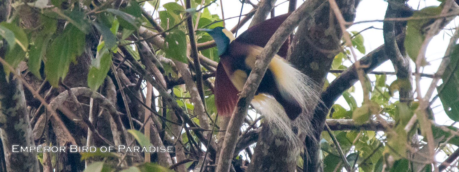 Taste of New Guinea 6: Huon Peninsula Birding Tour